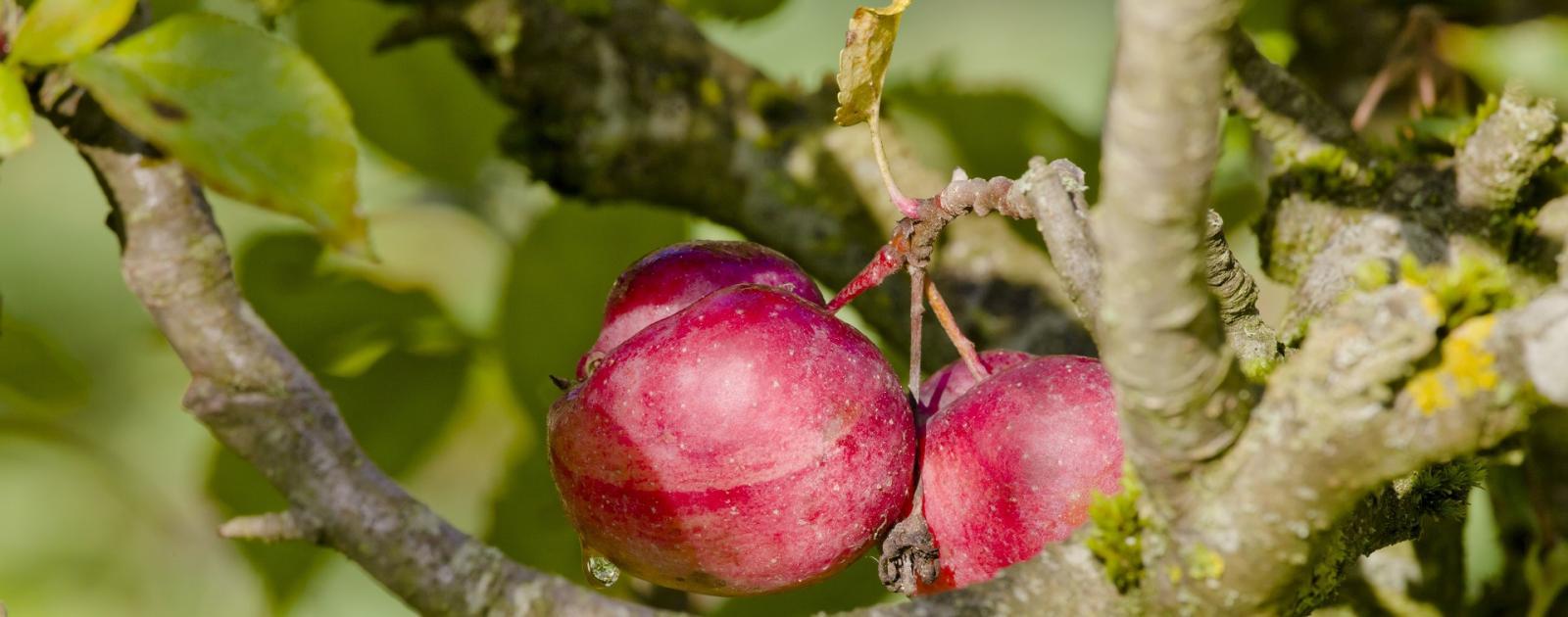 Jardin fruitier | Musée départemental Stéphane Mallarmé