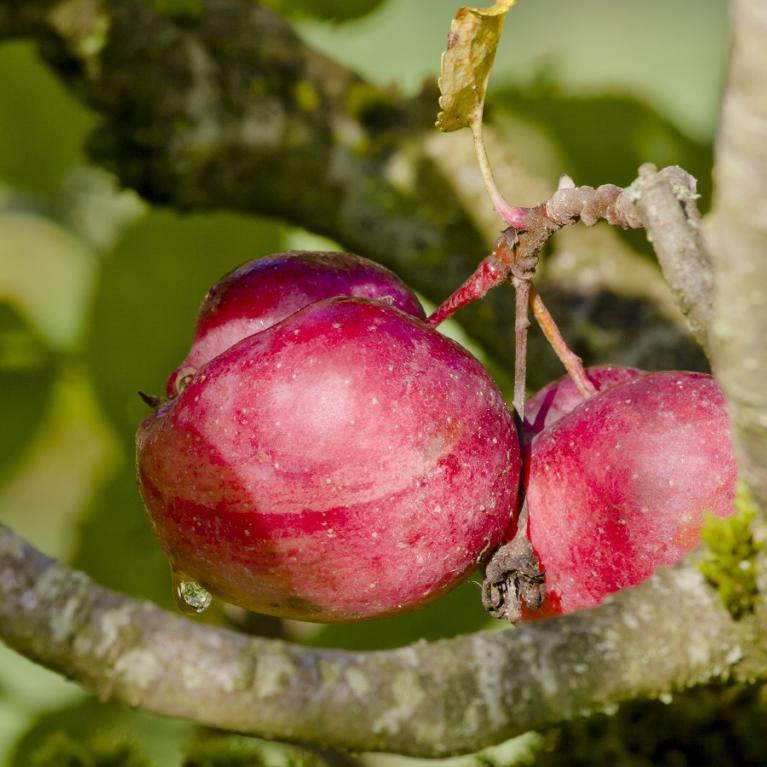 Jardin fruitier | Musée départemental Stéphane Mallarmé